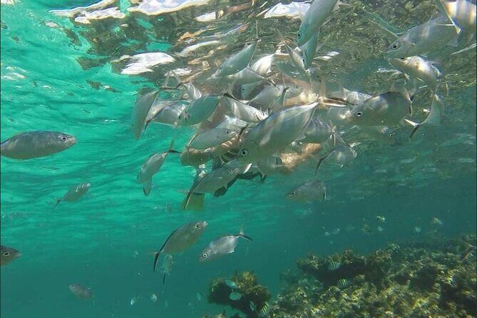 Catamaran and Snorkeling Party with Drink Included in Punta Cana - The Sum Up