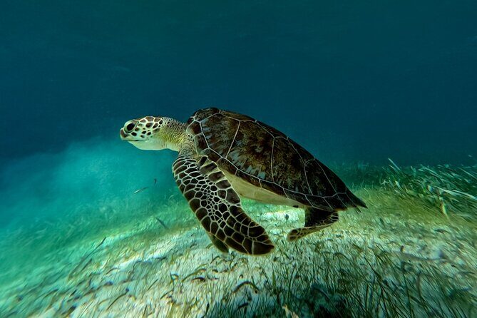 Catamaran Cruise in Riviera Maya With Snorkeling & Beach Club - Final Thoughts: Is It Worth It?