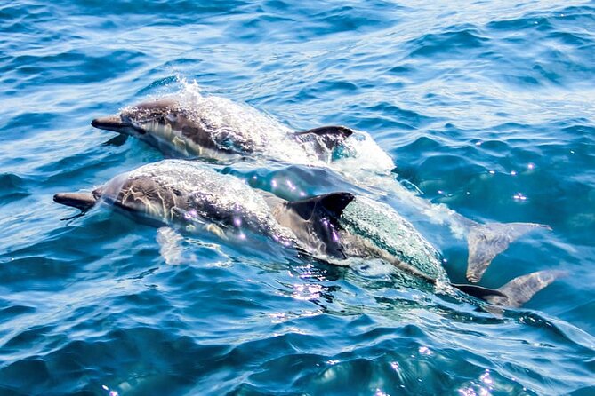 Catamaran Cruise to Dia Island with Meal and Water Activities - Authentic Experiences and Guest Feedback