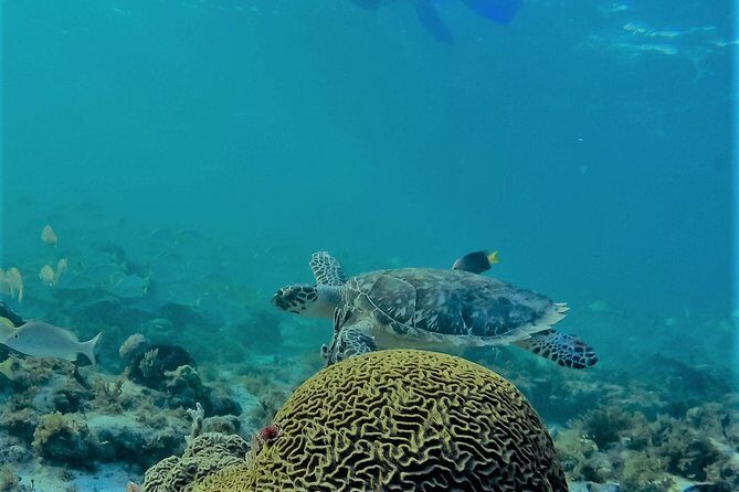 Catamaran Group Sightseeing, Snorkeling Tour Isla Mujeres - Who Should Consider This Tour?
