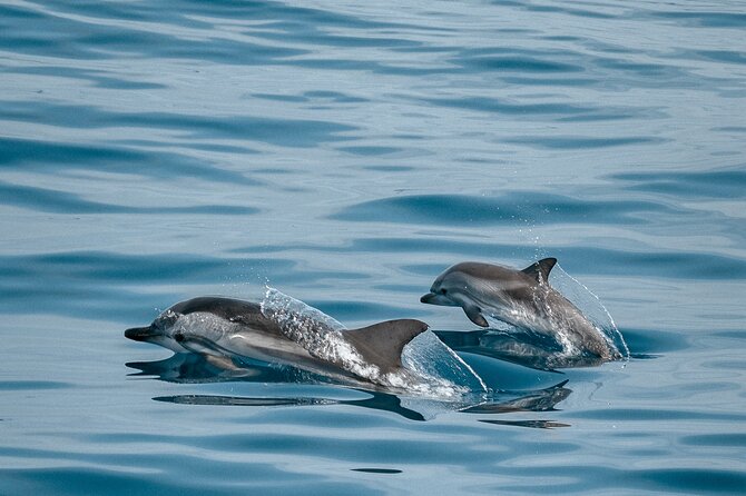 CATAMARAN OCEAN CRUISE TOUR, Food & Drinks included! - The Itinerary: What to Expect on This Catamaran Cruise