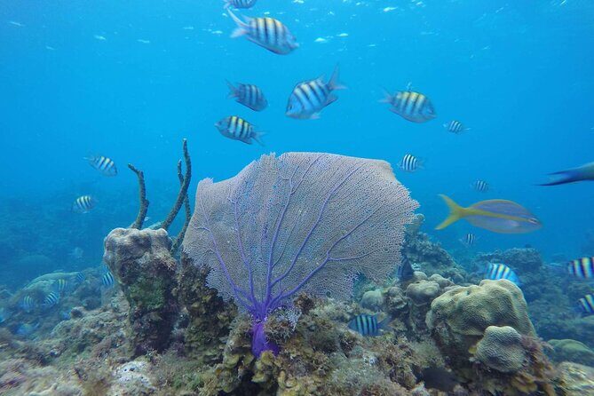 Catamaran Party Cruise To Dunns River Falls - Limitations and Considerations