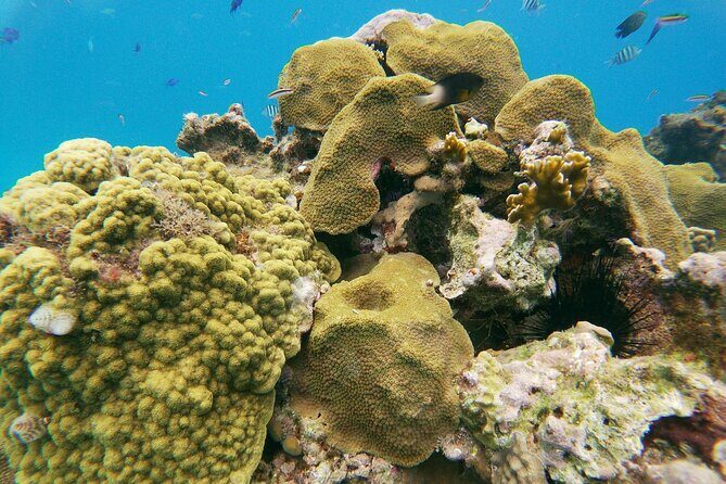 Catamaran Party Cruise with Snorkeling & BBQ - Group Size and Atmosphere