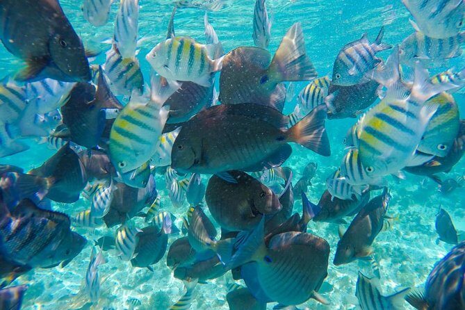 Catamaran Sailing Experience & Snorkeling Tour to Isla Mujeres - Who Should Consider This Tour?