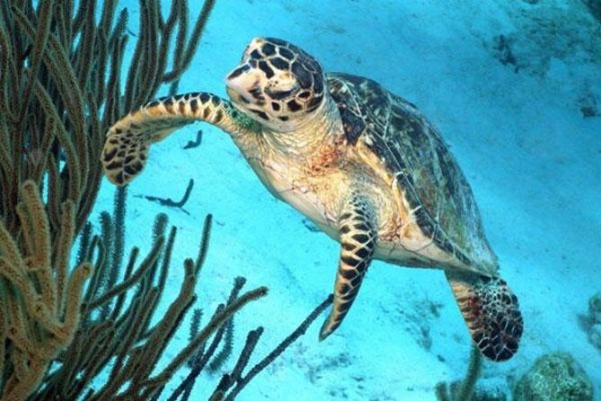 Catamaran Snorkel & BBQ Sail (cruise friendly) - The Itinerary: What to Expect on Your Day