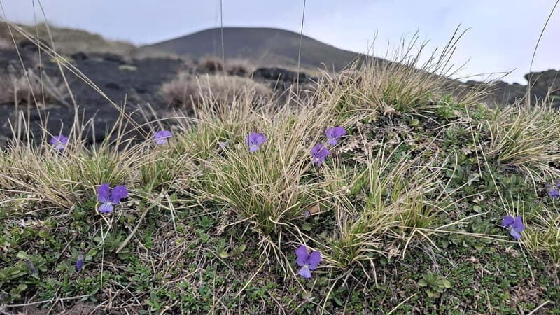 Catania: Etna 2000 m & Alcantara Gorges Hiking Tour, Pick-up - Practical Tips for Travelers
