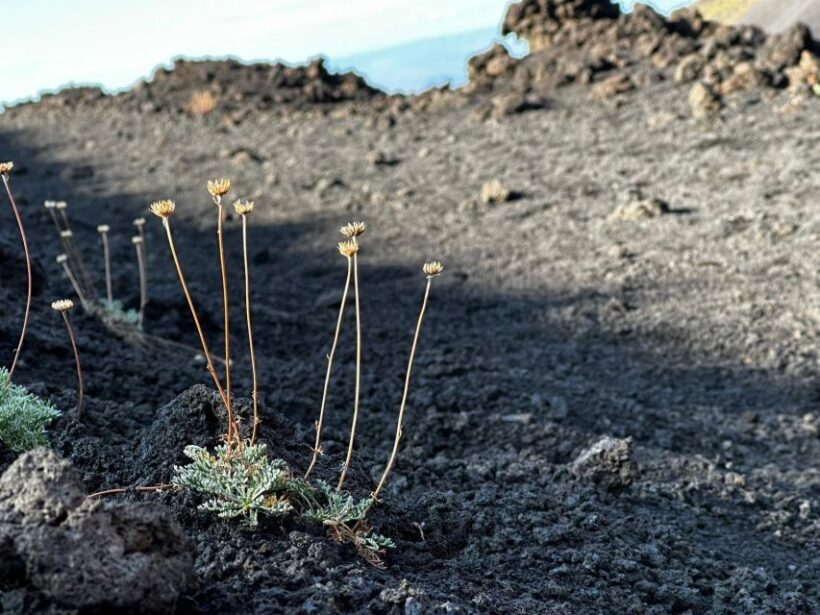 Catania: Etna Morning or Sunset Trek with Lava Tunnel & Gear - The Itinerary Breakdown