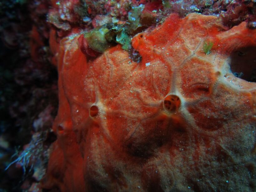 Catania: Gulf Scuba Diving Tour with Marine Biologist - The Sum Up