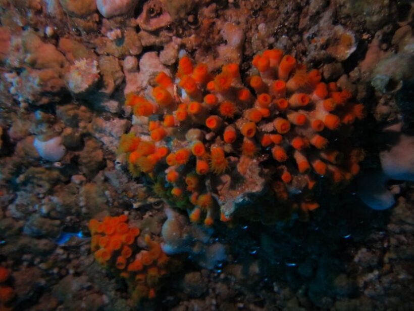 Catania: Gulf Scuba Diving Tour with Marine Biologist - FAQ