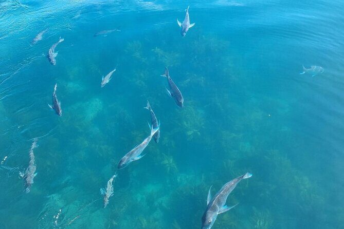 Cathedral Cove 2 Hour Guided Tour Explore Marine Wonders - Practical Tips for Travelers