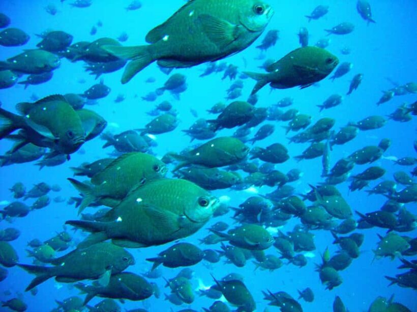 Cathedral Cove Marine Reserve: Snorkeling Boat Trip - The Value of the Tour
