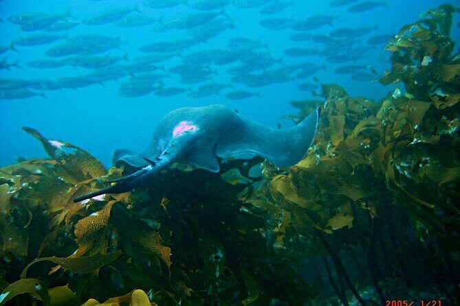 Cathedral Cove Marine Reserve - Specialised Boat Snorkeling - Authentic Marine Encounters and Personal Highlights