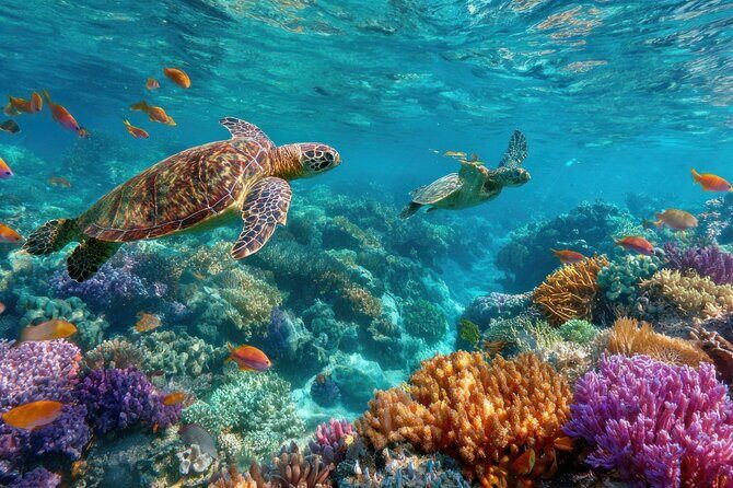 Catlina Island | Free Diving and Transportation - A Deep Dive into the Experience