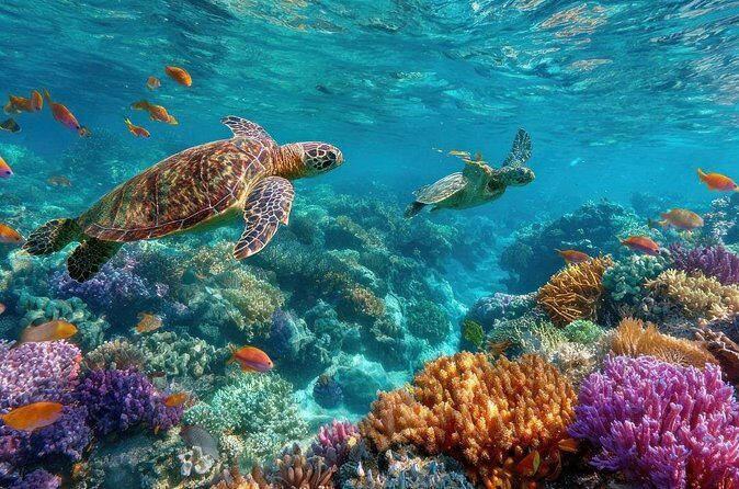 Catlina Island | Free Diving and Transportation - The Sum Up