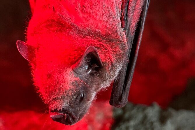 Cave, Bats and Boas Night Tour - Puerto Rico - An In-Depth Look at the Tour Experience