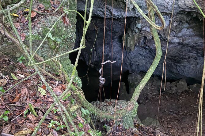 Cave, Bats and Boas Night Tour - Puerto Rico - FAQ