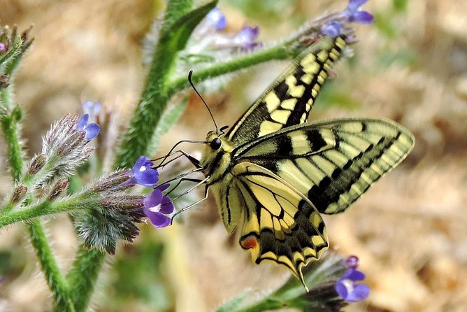 Cave Of Zeus - Tour Features and Inclusions