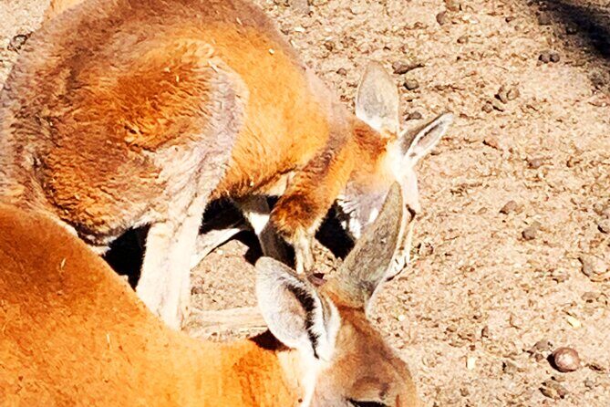 Caversham Wildlife and Swan Valley Private Tour - A Detailed Look at the Caversham Wildlife and Swan Valley Tour