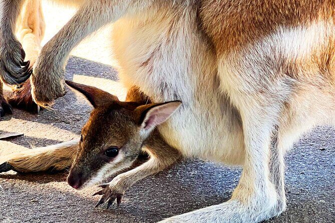 Caversham Wildlife and Swan Valley Private Tour - Authentic Experiences and Traveler Feedback