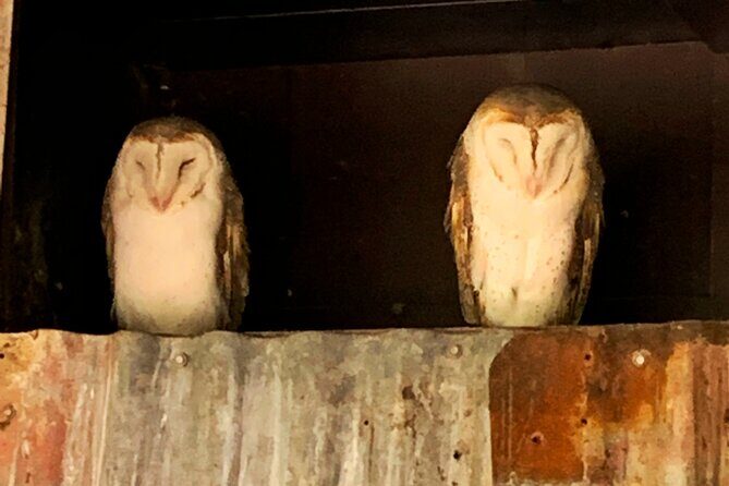 Caversham Wildlife and Swan Valley Private Tour - Analyzing the Value
