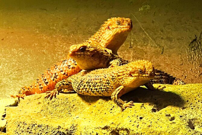Caversham Wildlife and Swan Valley Private Tour - Final Thoughts: Who is this tour for?