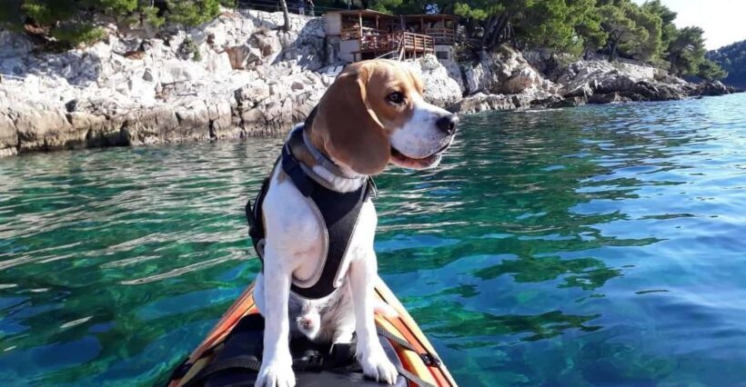 Cavtat: Guided Sea Kayaking Tour - The Sum Up