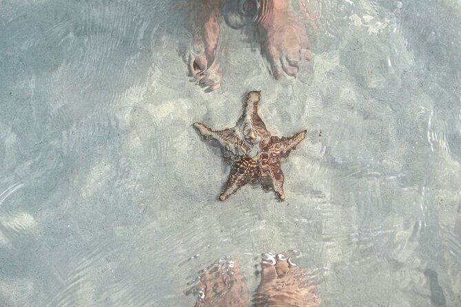 Cayman 3 in 1 Adventure Reef Snorkeling, Starfish and Stingrays - The Sum Up: Who Is This Tour Best For?