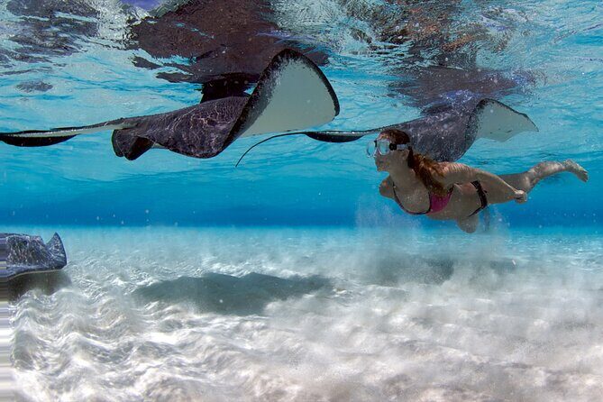 Cayman 3 in 1 Combo Adventure Stingray City Reef Snorkeling - Key Points
