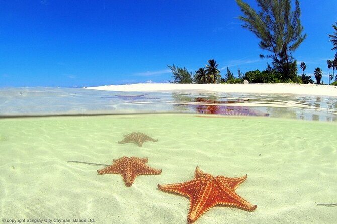 Cayman Adventure: Starfish Point, Stingray City and Coral Gardens - Authentic Experiences & Review Highlights