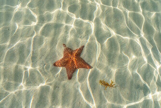 Cayman Adventure Stingrays Starfish plus Crystal Caves - Key Points