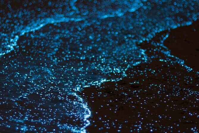 Cayman Bioluminescent Bay Night Tour - The Value of This Experience