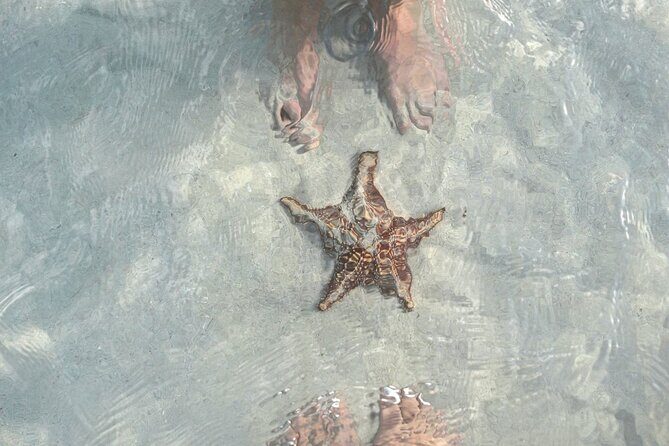 Cayman Ultimate Tour: Stingray City, Snorkeling & Beach Lunch - The Sum Up