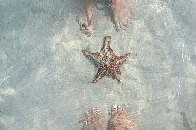 Cayman Ultimate Tour: Stingrays, Starfish Point and Crystal Caves - What Makes This Tour Stand Out?