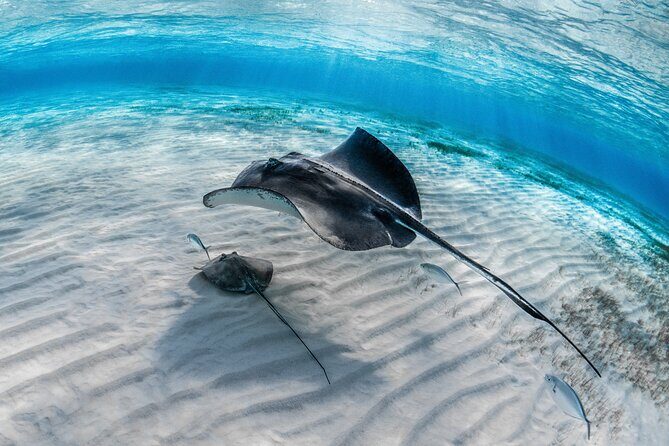 Cayman Ultimate Tour: Stingrays, Starfish Point and Crystal Caves - Final Words