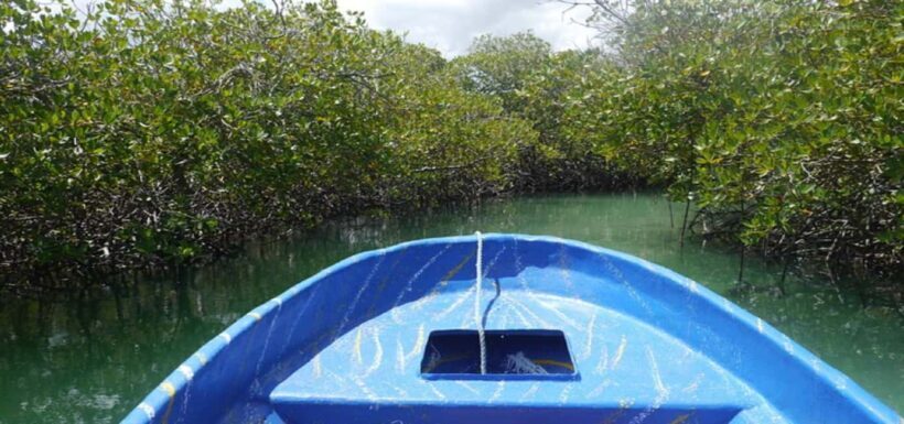 Cayo Arena & Mangroves Tour with Snorkeling & Food - Who Will Love This Tour?