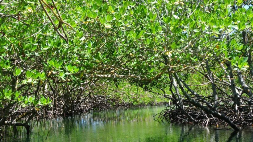 Cayo Arena: Paradise Island and Mangroves Tour - The Sum Up: Is This Tour Worth Your Time?