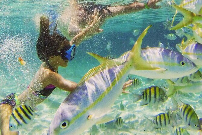 Cayo Arena: Paradise Island and Mangroves Tour Lunch - The Sum Up