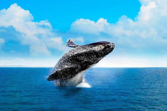 Cayo Levantado, Isla Bacardí and Whale Watching in Samaná - Frequently Asked Questions