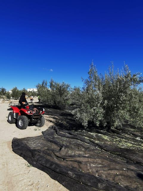 Cazorla: Oleotour - Olive Oil Culture Initiation - Final Thoughts