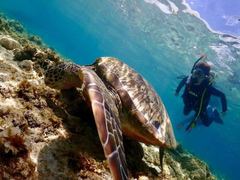 Cebu: Beach Scuba Diving Experience - Frequently Asked Questions