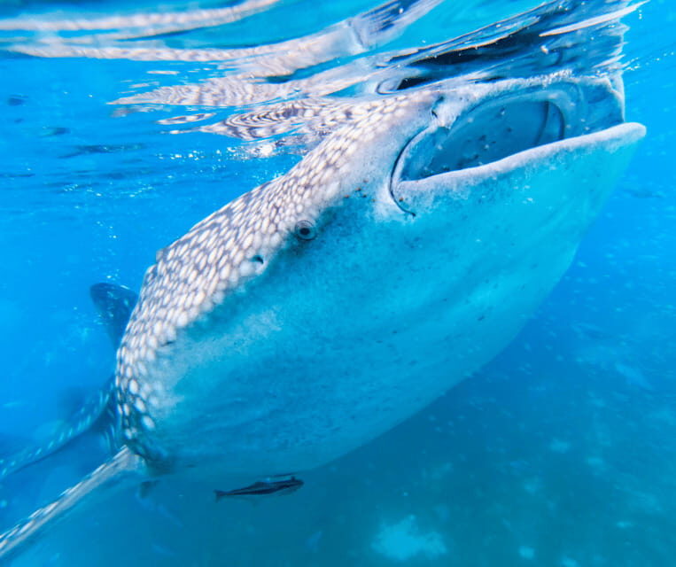 Cebu BEST: Sumilon, Whaleshark and Turtle Snorkeling Tour - FAQ about the Cebu BEST: Sumilon, Whaleshark, and Turtle Snorkeling Tour