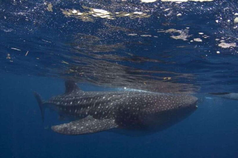 Cebu: Boat Day Trip with Whale Shark Swimming and Lunch - Sumilon Sandbar: Pristine Beaches and Crystal Waters