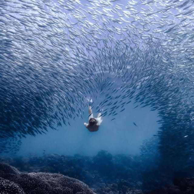 Cebu city to Pescador Island & Kawasan Canyoneering Tour - Key Points