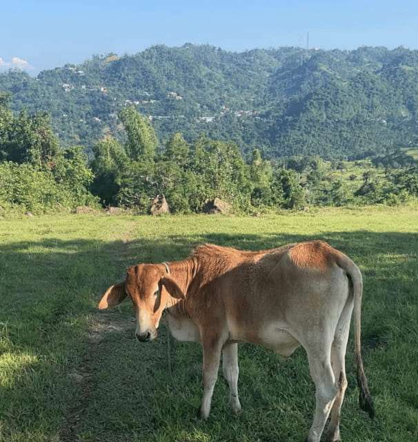 Cebu: Hiking and Camping Trip Suprisingly in Cebu City - Practical Tips for Participants