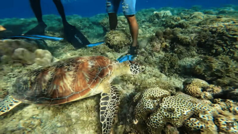 Cebu: Island Hopping Pescador,Sardine Run andTurtle Paradise - What Travelers Say