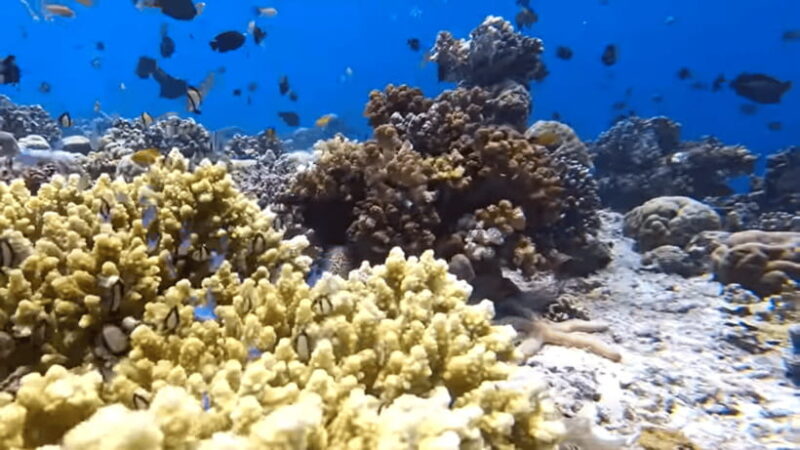 Cebu: Island Hopping Pescador,Sardine Run andTurtle Paradise - Who Will Love This Tour?