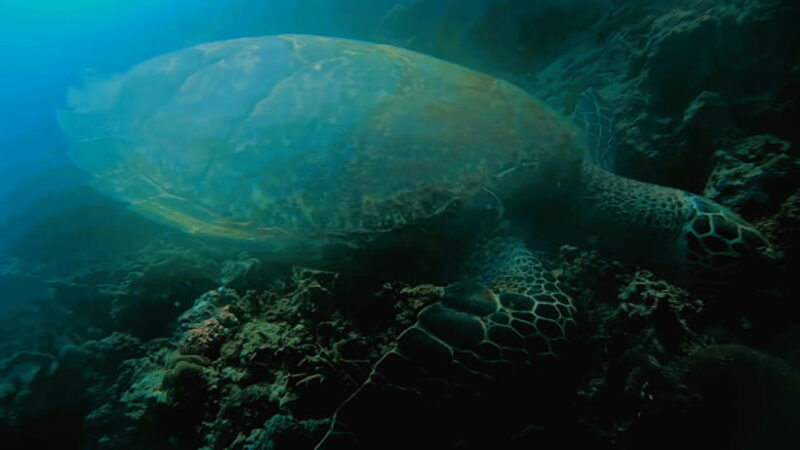 Cebu: Island Hopping Pescador,Sardine Run andTurtle Paradise - FAQ