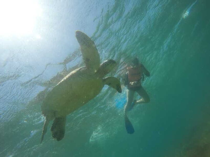 Cebu: Kawasan Canyoneering & Sardines Run and Turtle Chase - The Value and Who It’s Best For