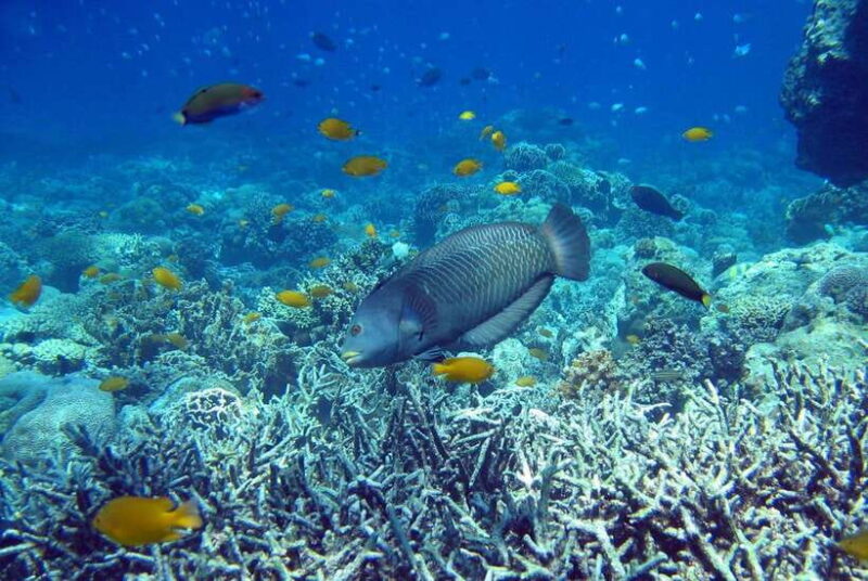 Cebu Mactan Island Hopping + Picnic Lunch (Private Tour) - An Overview of the Tour Experience