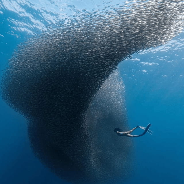 Cebu: Moalboal - Kawasan Day Tour with Badian Canyoneering - An Introduction to the Cebu Moalboal - Kawasan Day Tour